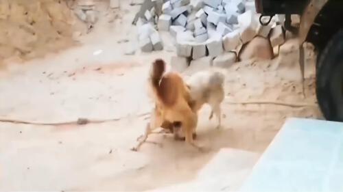 狗狗会武术,谁都挡不住,狗:我动一下就算你赢 来吧