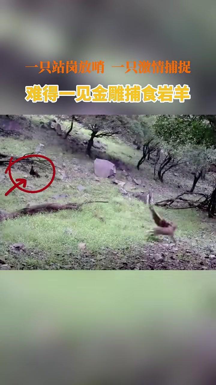 ...记录到了金雕捕食岩羊的罕见场景。画面中,一只金雕正与岩羊激烈角...