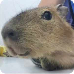 小远课堂 