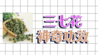 三七花具体有什么作用?会在医学界地位那么高