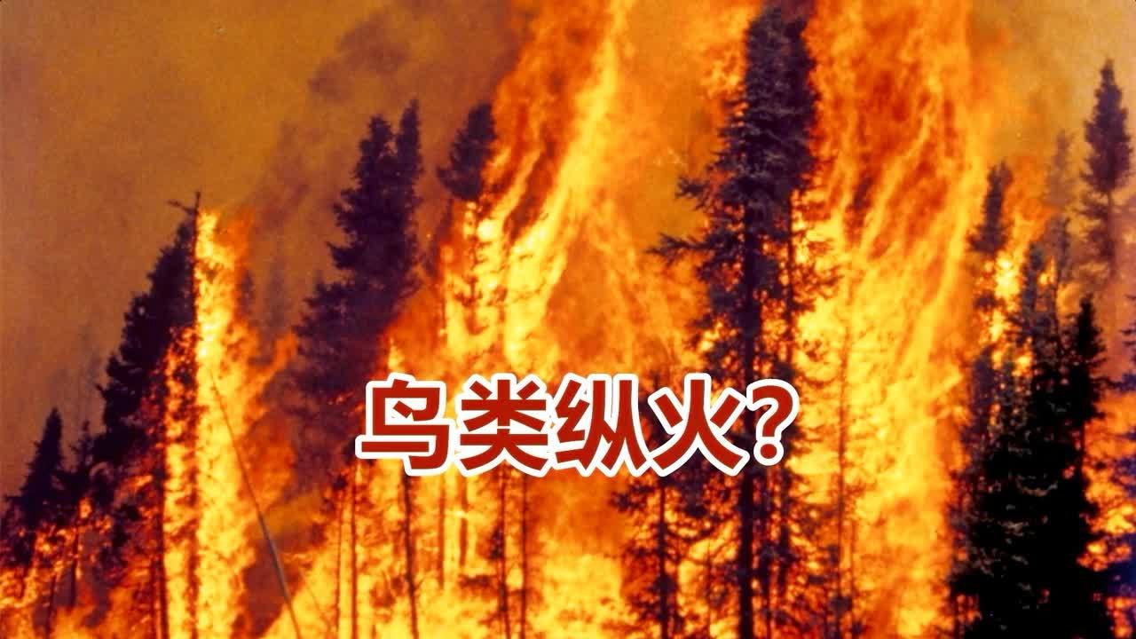 森林大火到底多可怕?