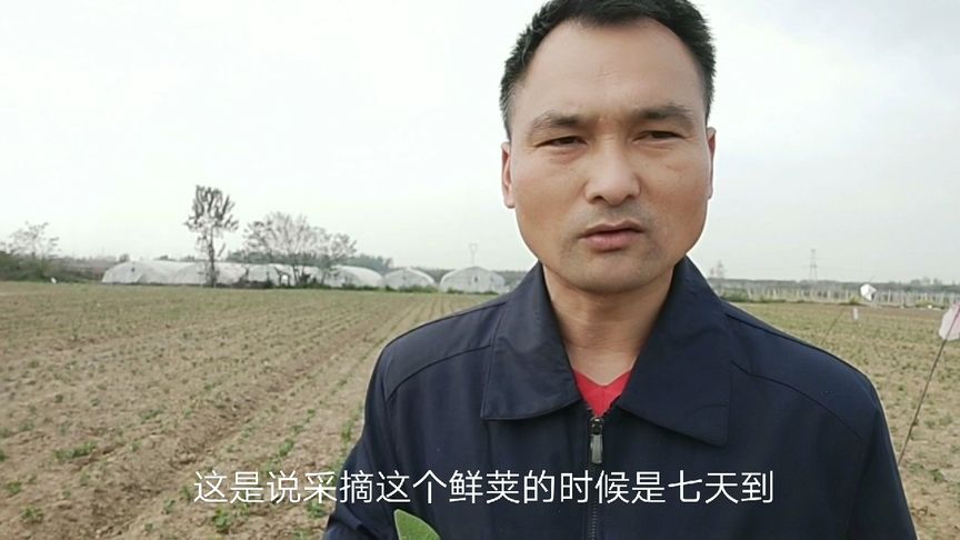 20年毛豆高产优产种植,纯干货分享,拿走不谢