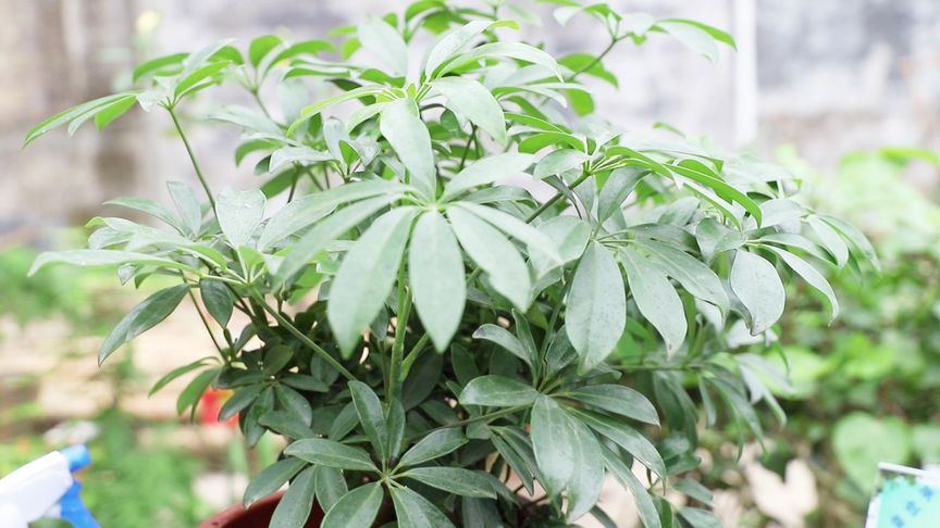 “它”的作用可大了,喂给鸭掌木,叶子油绿,还能改善土壤