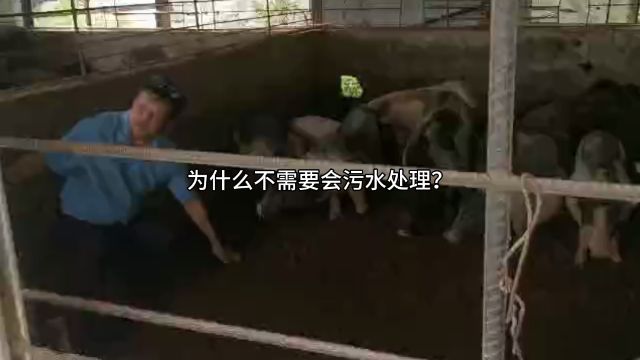 平民养猪法1055指标新型养猪,投资少,成本低,产出高端猪肉