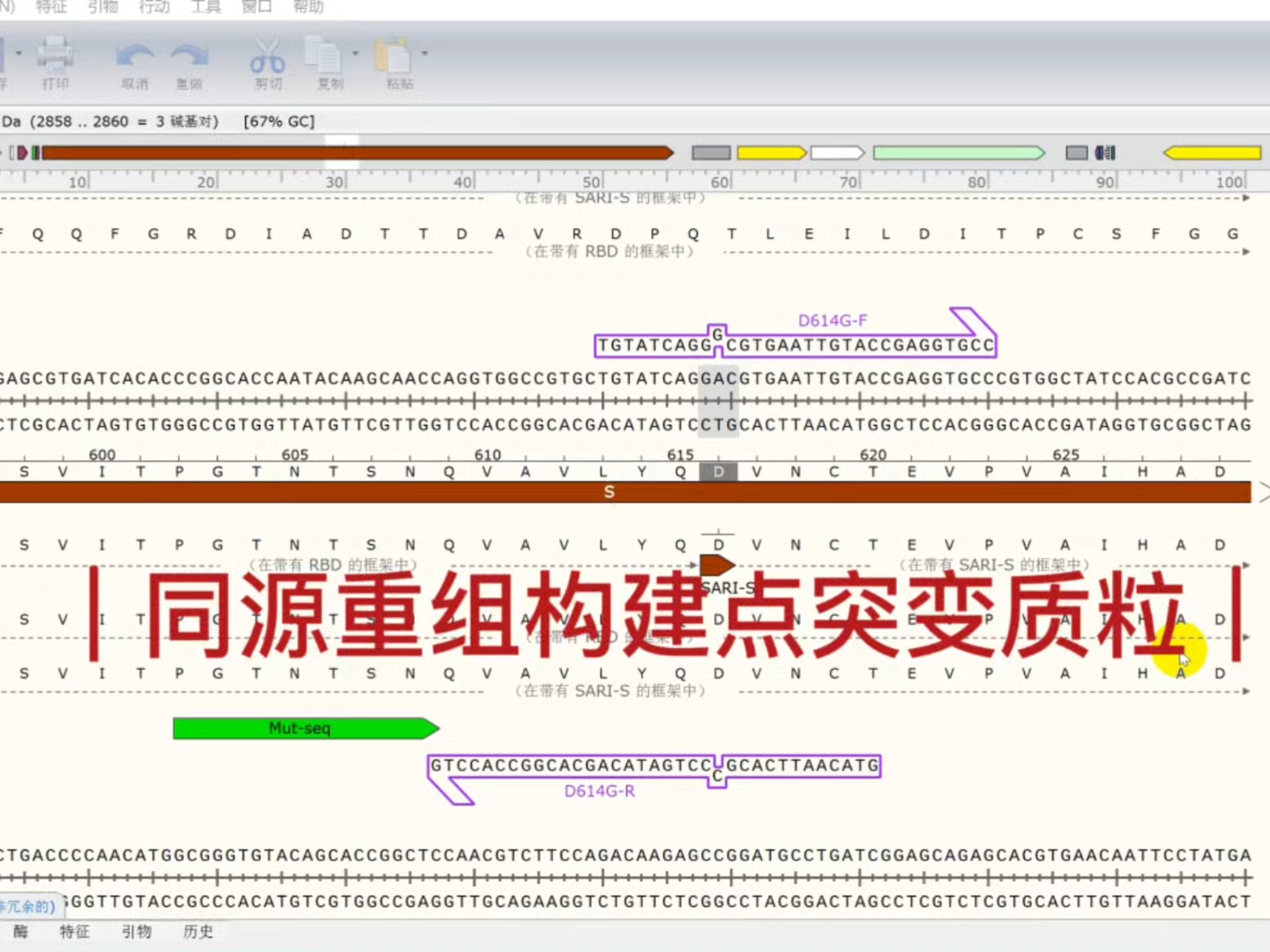 一个视频学会|同源重组构建点突变质粒|