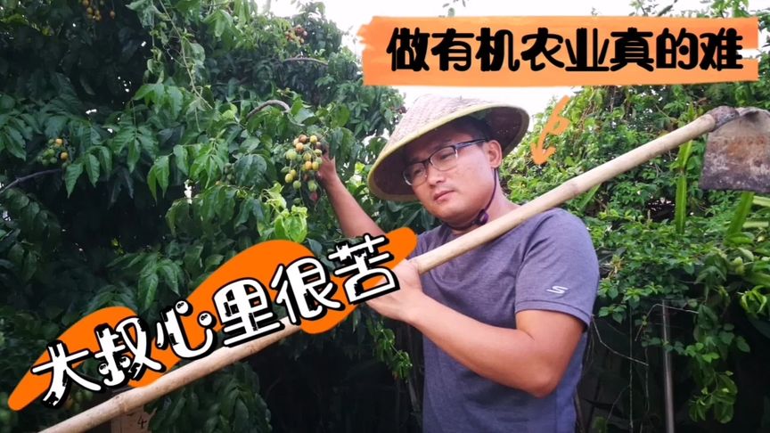 黄皮果树种成这样,有机种植还要坚持吗?谁能理解大叔的苦啊!