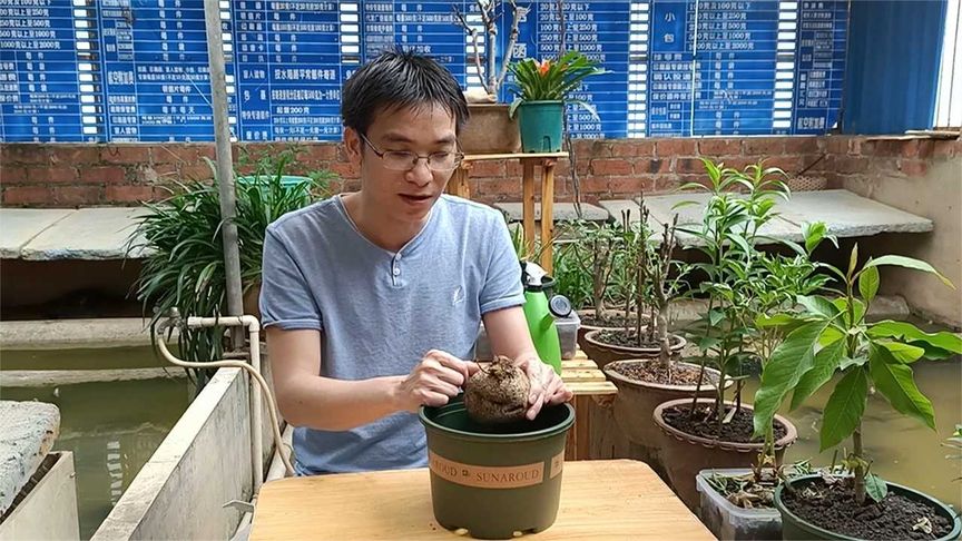 老黄种下“山乌龟”,又称地不容,种植方法很简单,还可入药