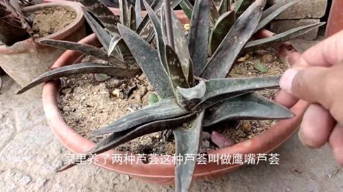 曾在角落里欣然开花,元宝芦荟和木立芦荟真的太好养了!