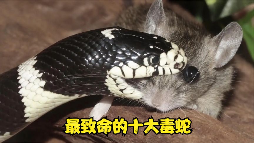 在自然界的生物中,全球有着哪十大毒性最毒的毒蛇?