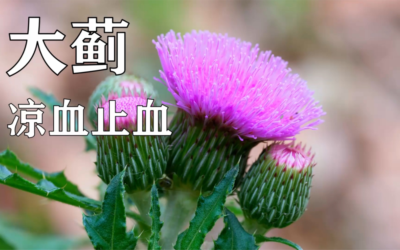 【大蓟】一定要认识的止血药!