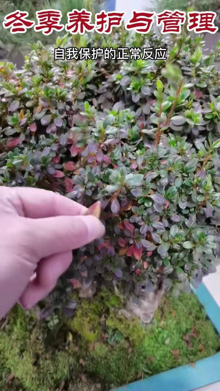 盆景冬季休眠期养护与管理