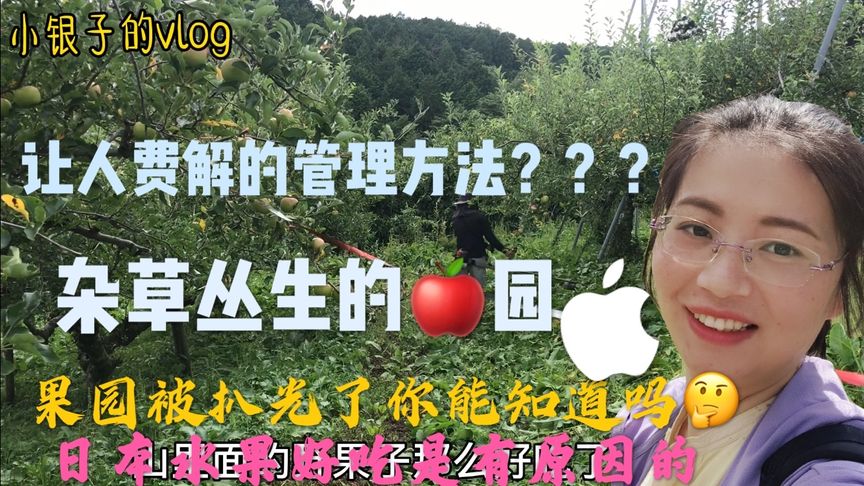实拍日本小苹果园管理,这样管出来的苹果超市卖20块一个真的很值