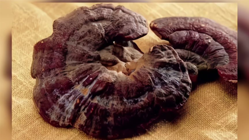 灵芝的食用方法有哪些?石斛灵芝炖鸡汤的正确做法,看这里!