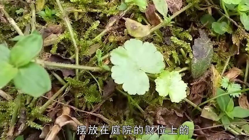 过年期间,农村庭院摆放这四大植物可以财运亨通