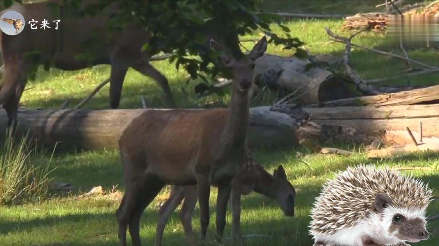 森林里的小动物生活的都好惬意,太清闲了