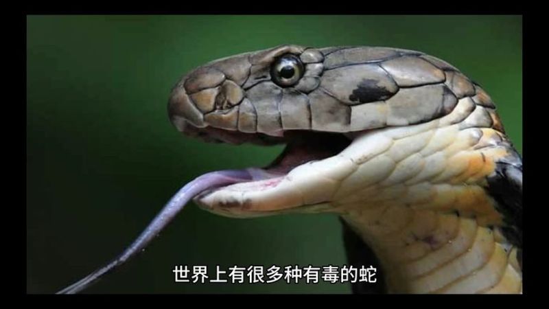 世界上最毒蛇的排名