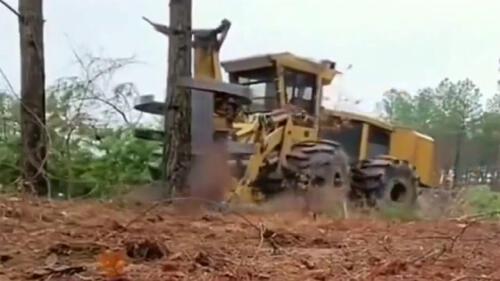 国内砍伐树木太费事了,看看外国人的这机器威力,真是厉害了!