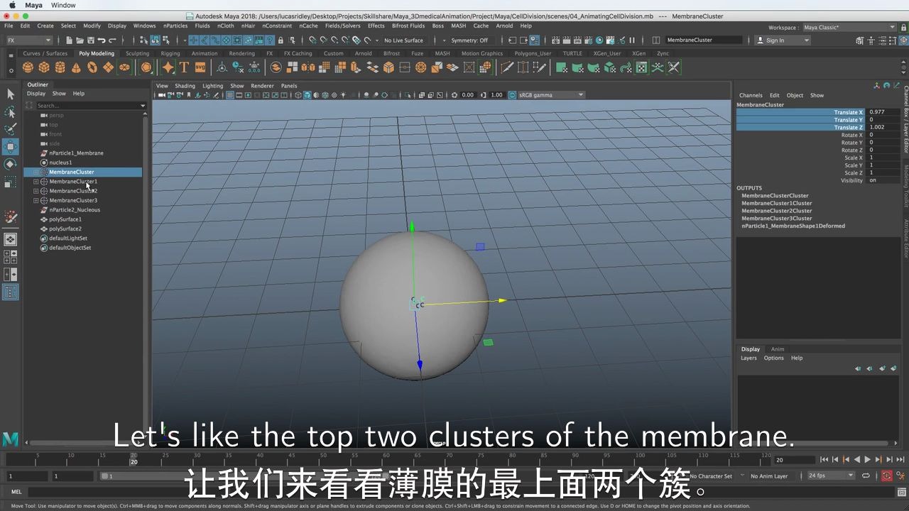 006. 细胞分裂4-动画制作