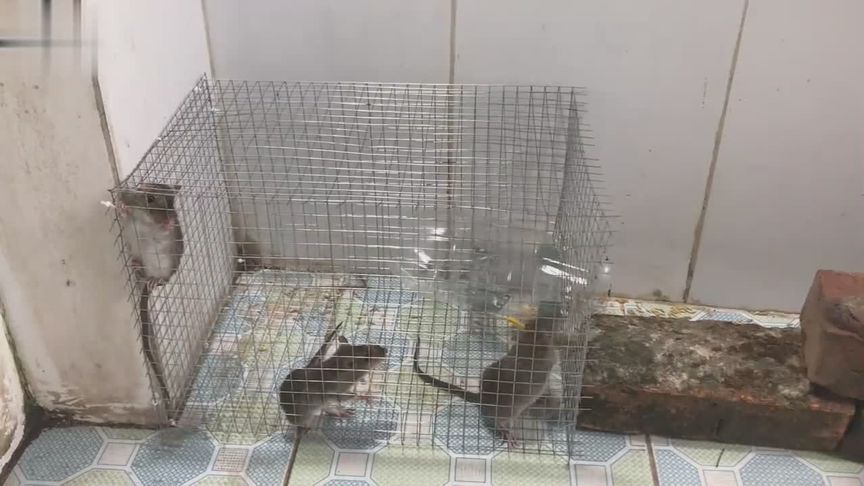 捕鼠笼的制作,简单便捷,就是一个饮料瓶就能搞定