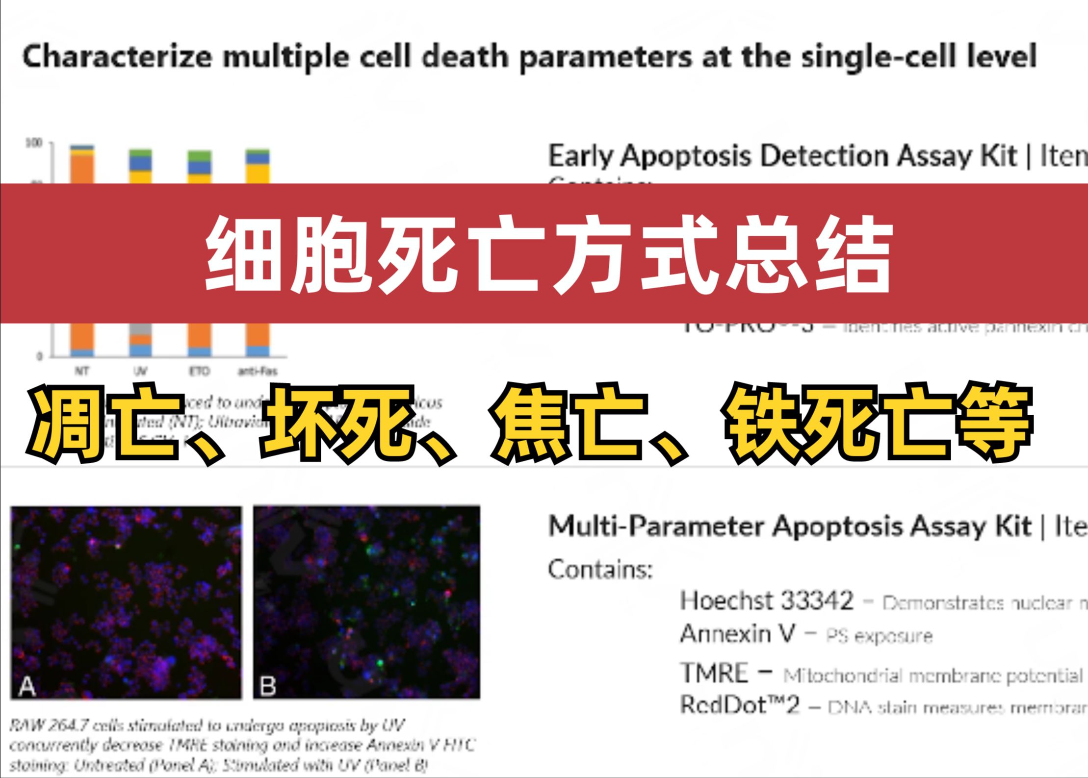 科研大盘点——细胞死亡的N种方式(凋亡、坏死、焦亡、铁死亡等)