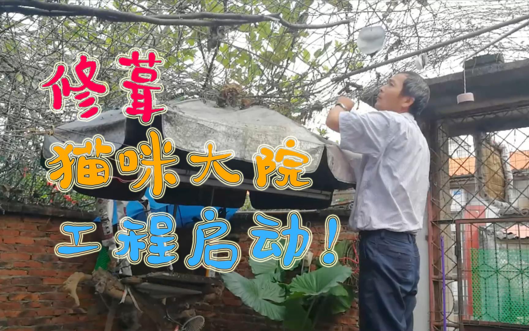 【捡猫】记录第1020天,猫咪大院安全升级!