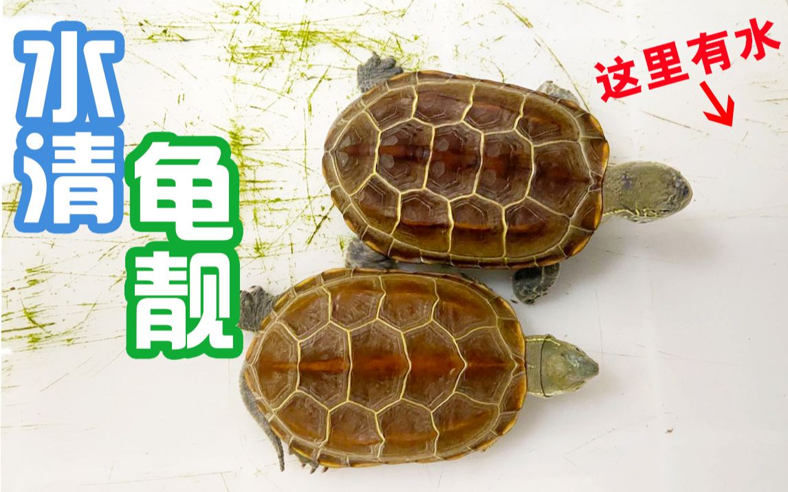家里养龟总是臭臭的?试试这个小技巧,保证让你的龟缸水清龟靓