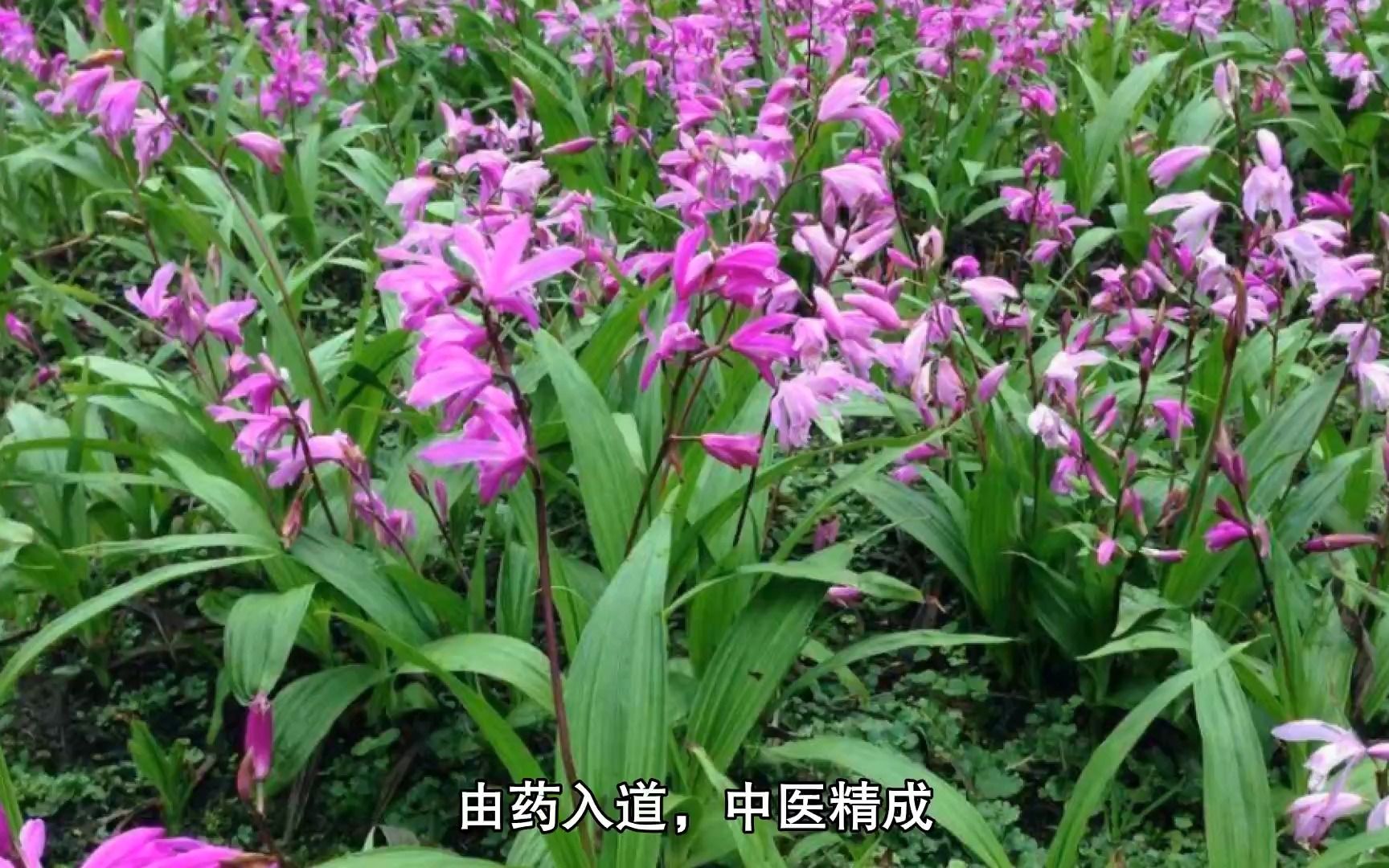 由药入道,中医精成——止血生肌的白及 (1)