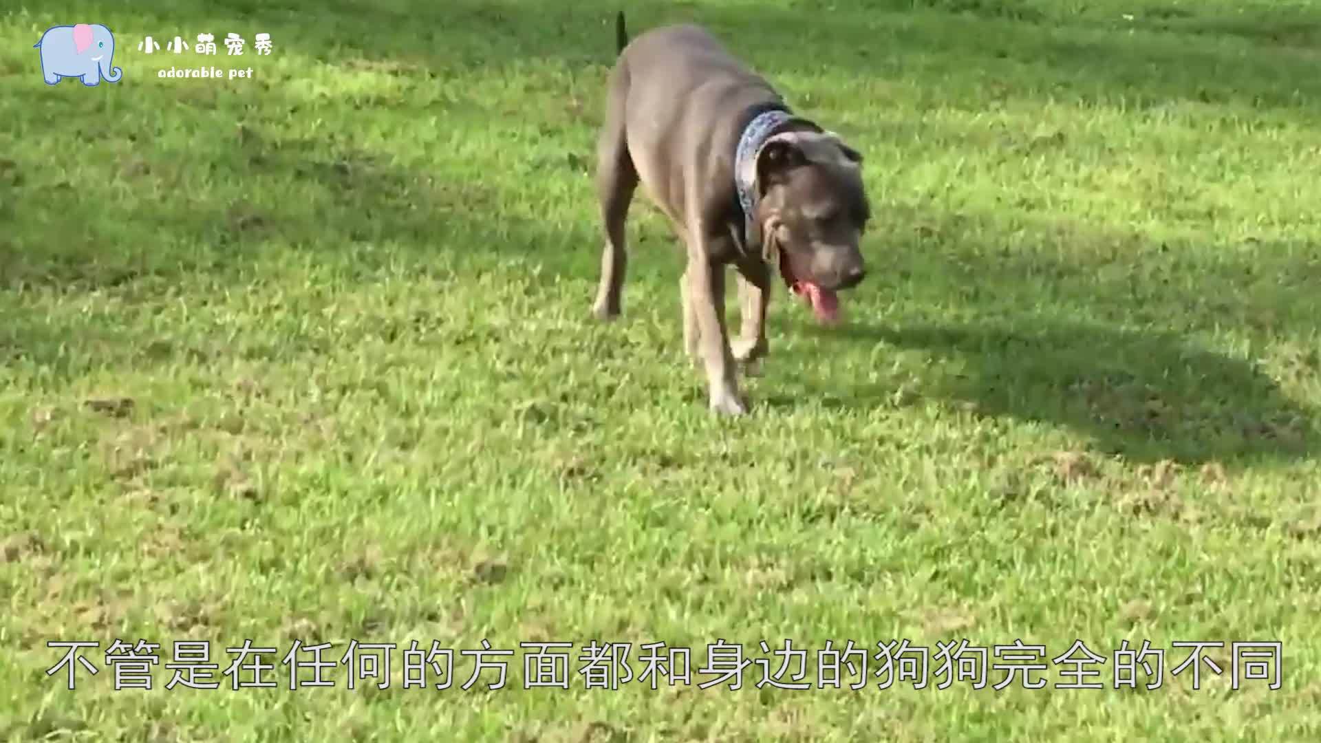 狼和狗到底谁厉害2只狗子撕咬1只狼,野狼被狗活活咬死