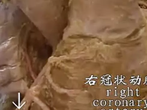 心血管系统解剖