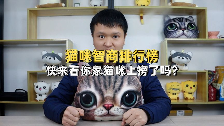 猫咪智商排行榜,快来你家猫咪上榜了吗?