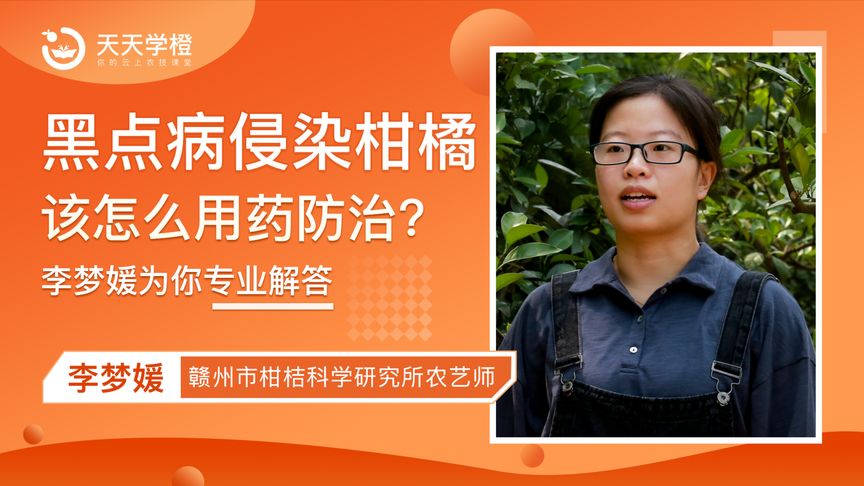 黑点病侵染柑橘,该怎样防治?使用矿物油要注意这几点