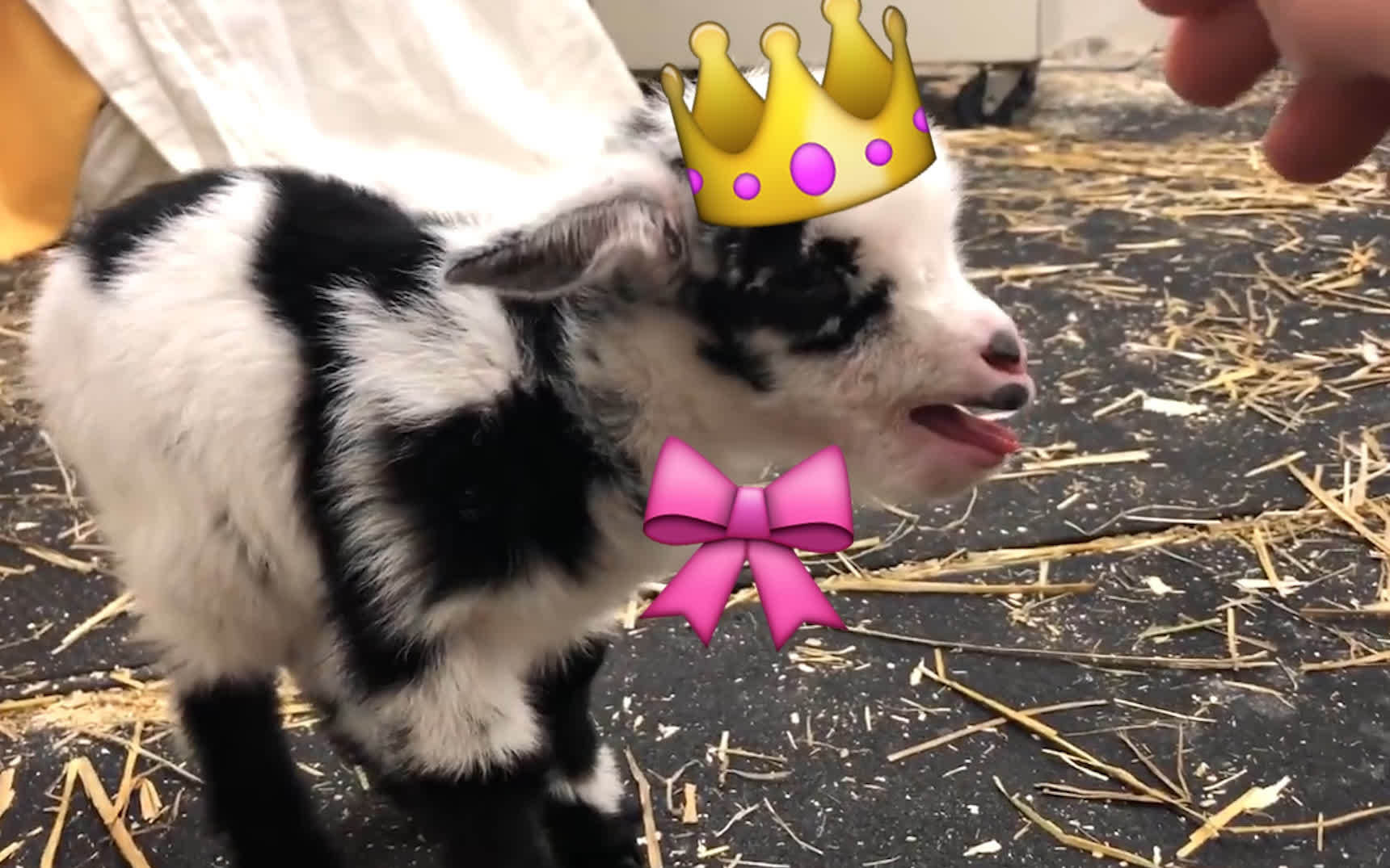 原来小羊是这样叫的?太可爱了吧!点击收获治愈