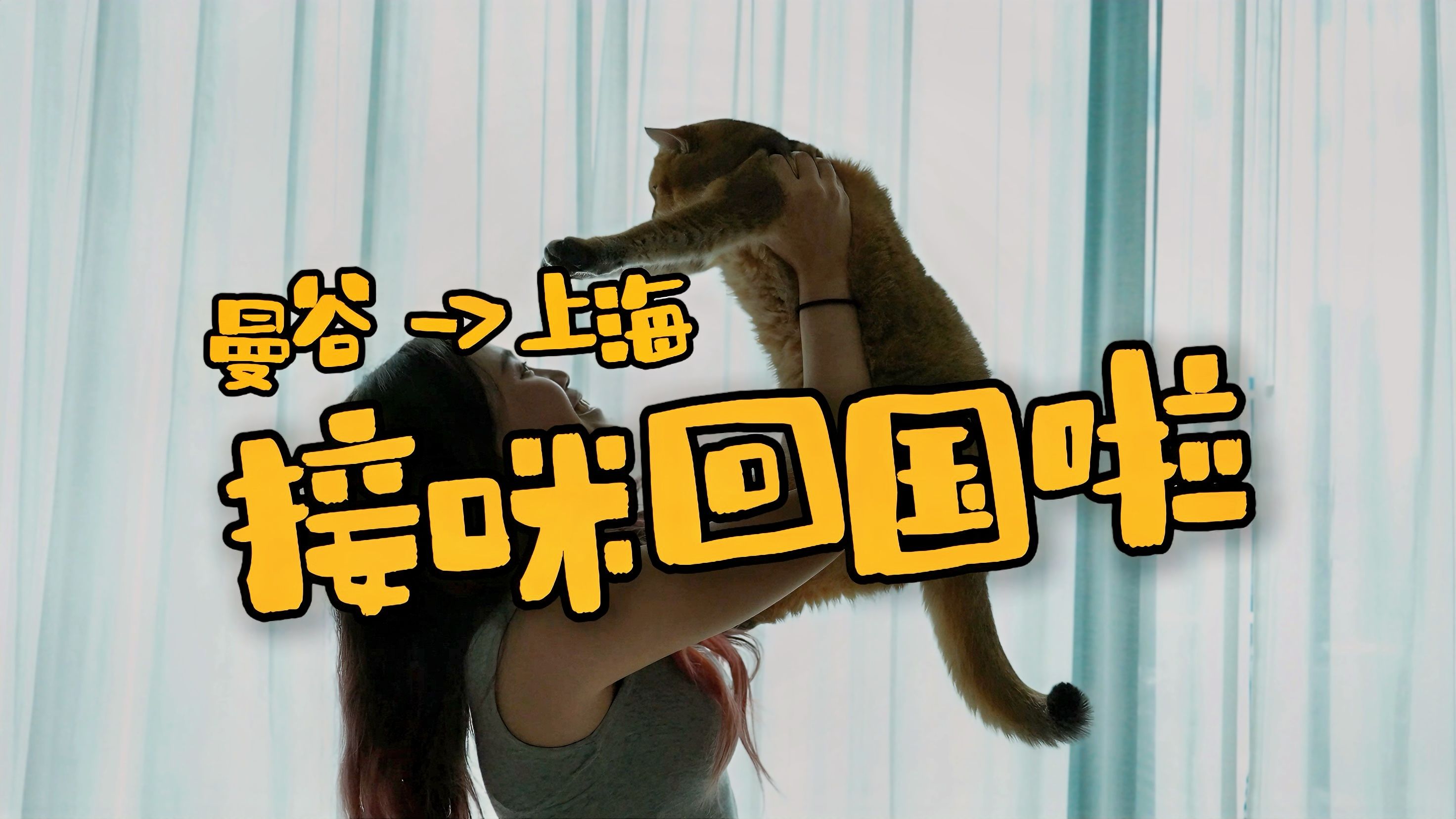 猫咪跨国托运记|从曼谷到上海,我把猫接回国啦!