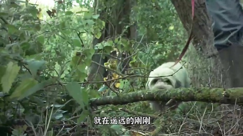 男人想辨别稻草人的真假,却不小心丢了性命