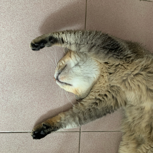 Eva酱酱酱 