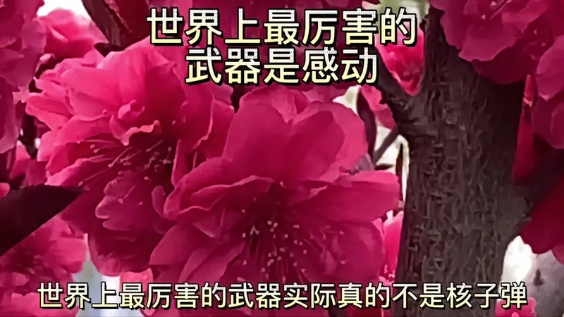 世界上最厉害的武器就是感动