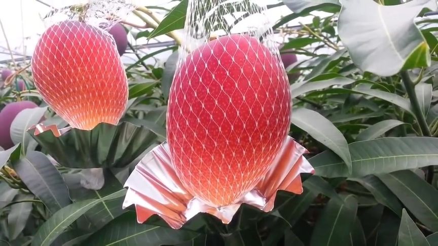 世界上最贵的芒果;最贵芒果的种植条件是什么?哪个地方适合种植