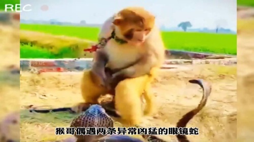 猴哥差点就P凡了!眼镜蛇一秒钟就让他上头,野生猴子的求生本能太绝了