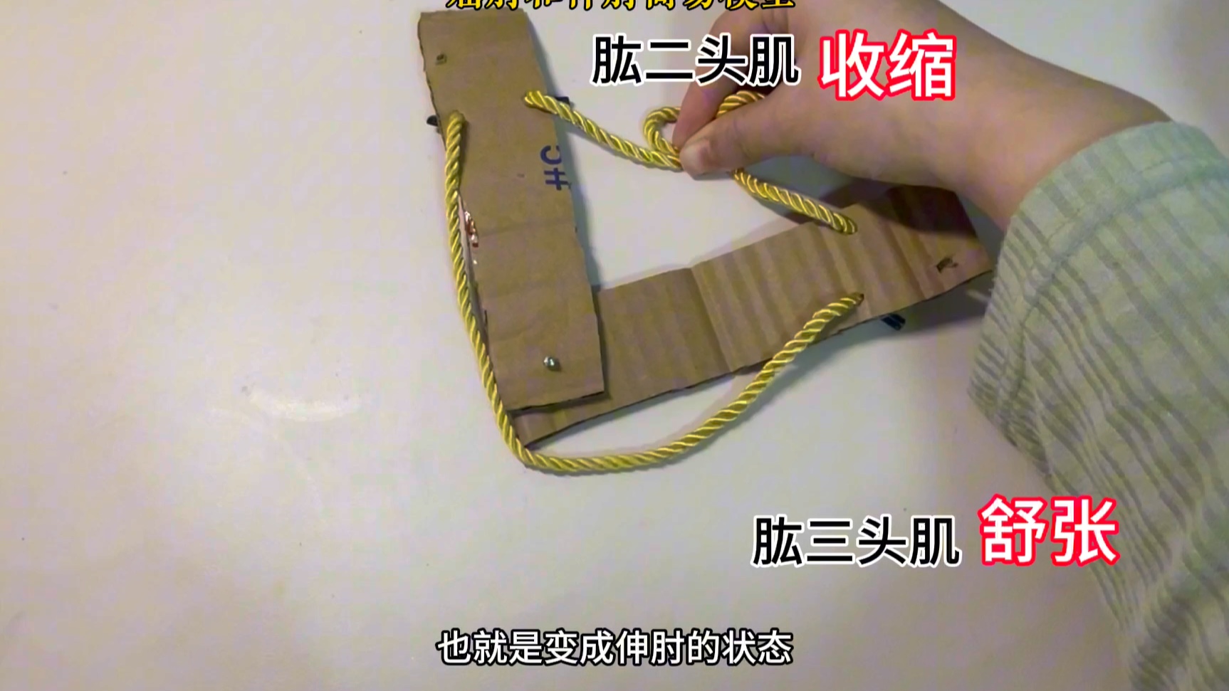 八年级上册初中生物 动物的运动伸肘和屈肘简易模型
