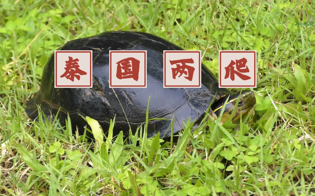 〔搬运〕泰国两栖爬行动物