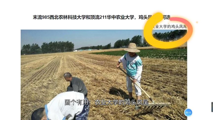 末流985西北农林科技大学和顶流211华中农业大学,鸡头凤尾如何选