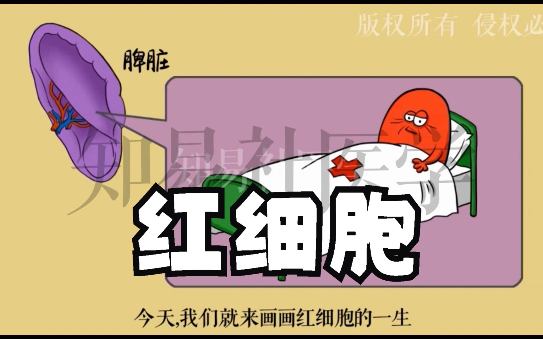 医学动画演绎 红细胞的一生(生成+代谢+调节)