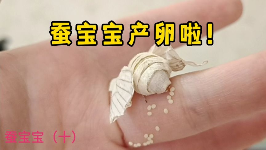 蚕宝宝产卵了,来看看它的产卵过程吧!