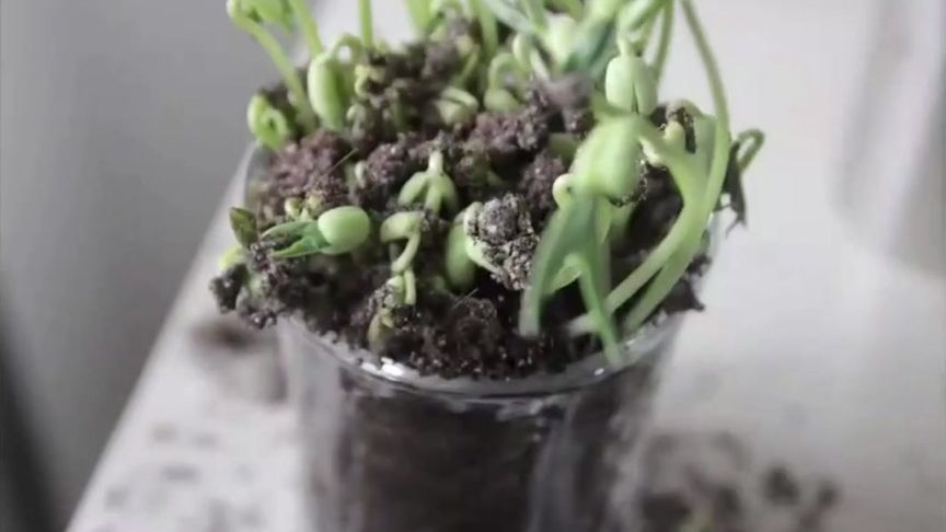 3分钟看完由4944张照片组合成的绿豆成长过程