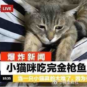 猫森_Nekoforest 