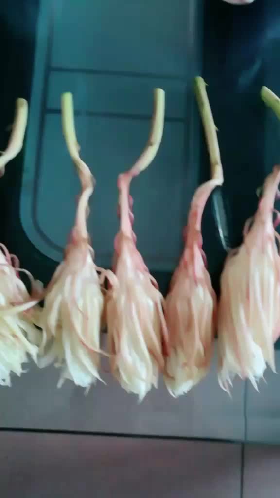 昙花泡酒,冲茶居然还有药用价值