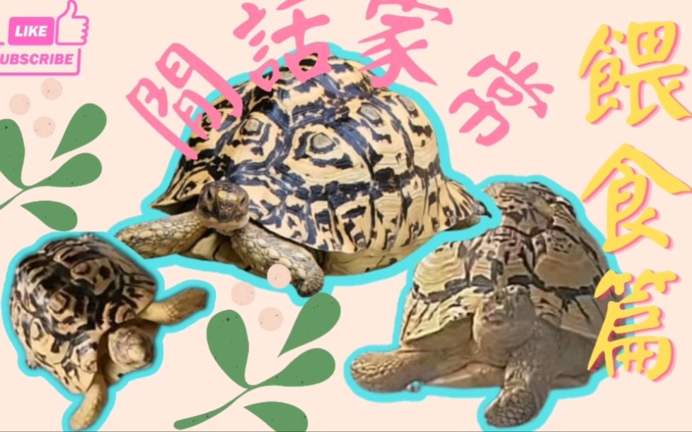 我的豹龟日記-日常餵食分享