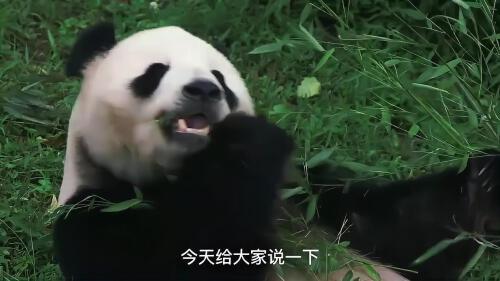 中国珍稀动物合集一,大熊猫和金丝猴,你知道伤害它们要蹲几年吗