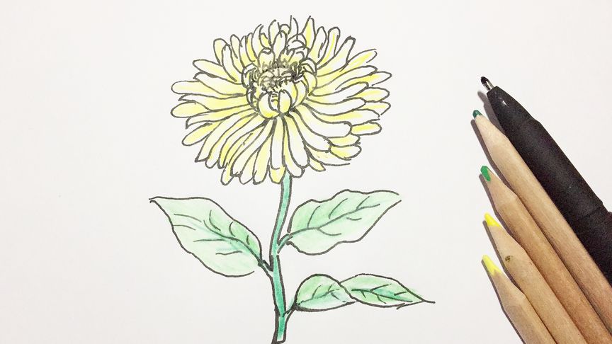 菊花简笔画,注意花瓣的层次感,画起来很漂亮噢!