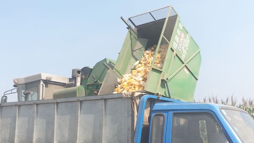 实拍:山东德州收玉米,每亩多少钱?这价格比你们那里便宜吗?